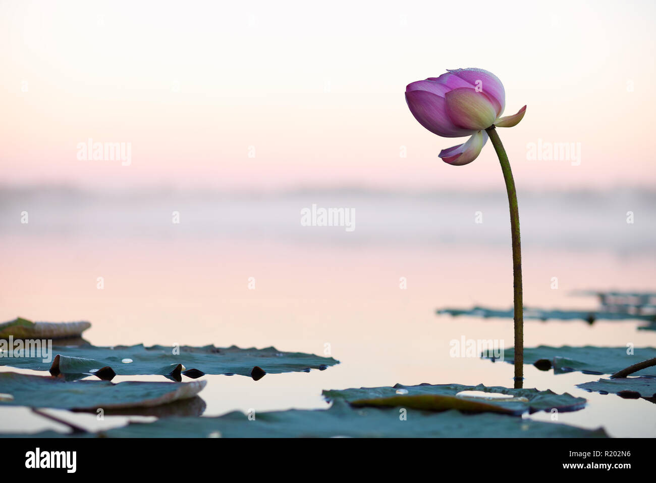 Single lotus flower hi-res stock photography and images - Alamy
