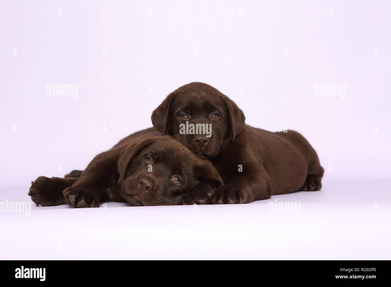 Labrador Retriever, Chocolate Labrador. Two brown puppies (7 weeks old ...