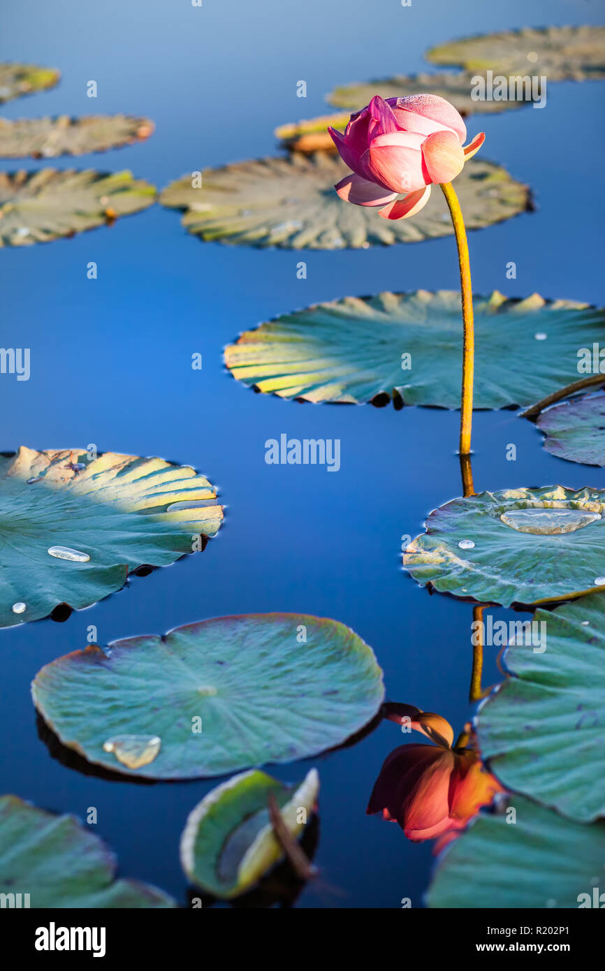 Lotus flower above the blue water of a lake Stock Photo - Alamy