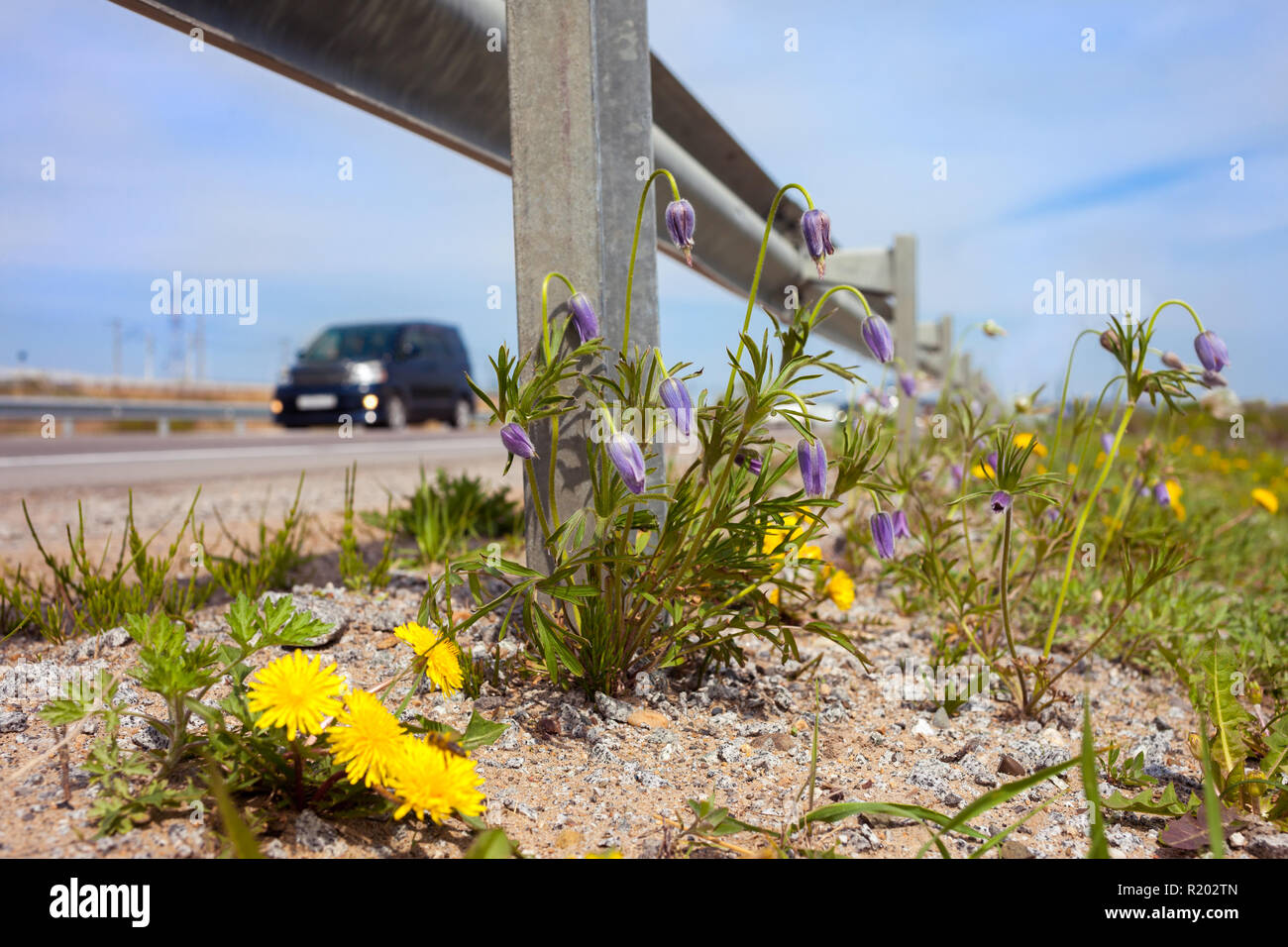 Spring flowers by roadside hi-res stock photography and images - Alamy
