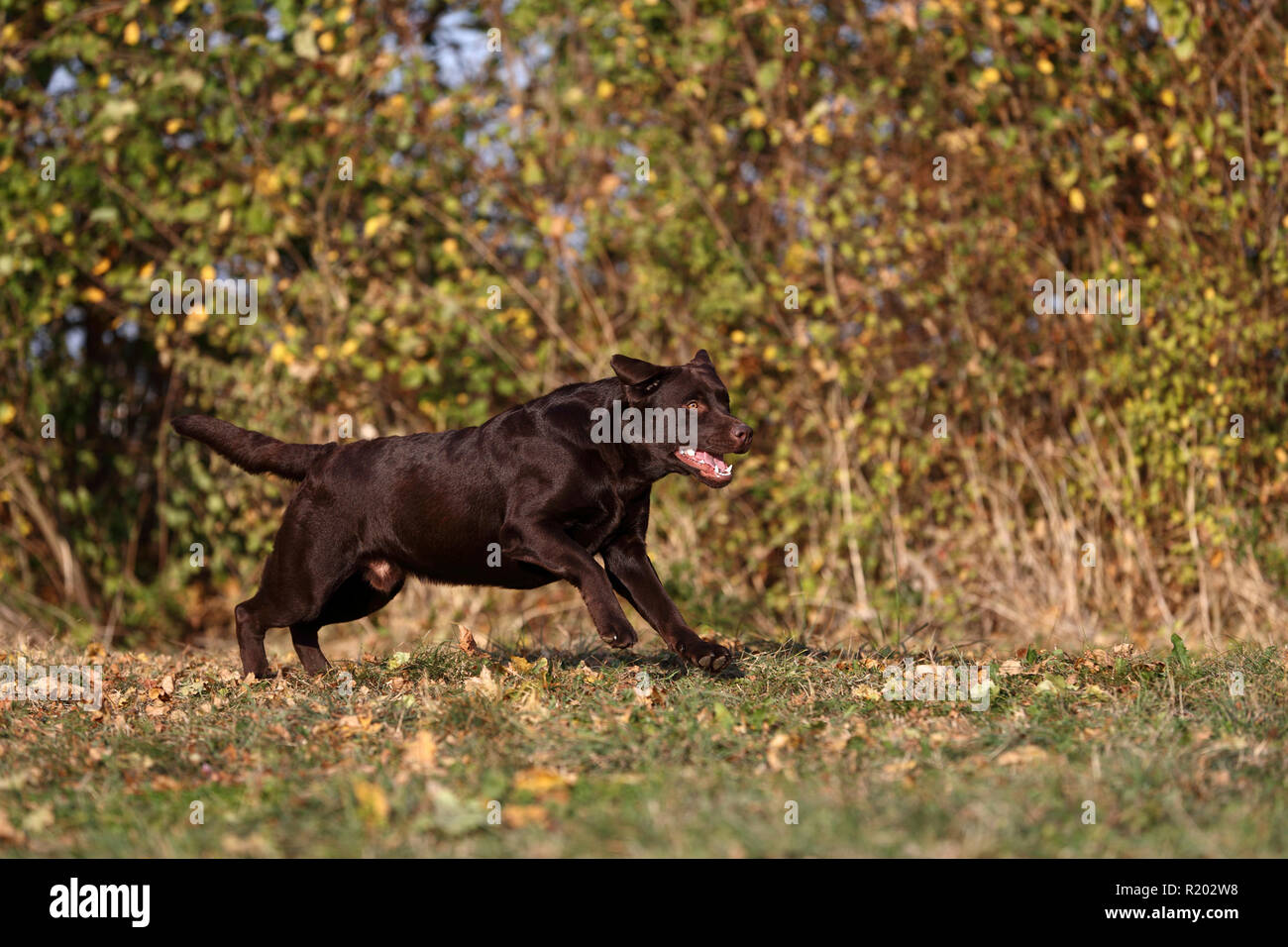 Labrador Retriever, Chocolate Labrador. Adult male running on a meadow ...