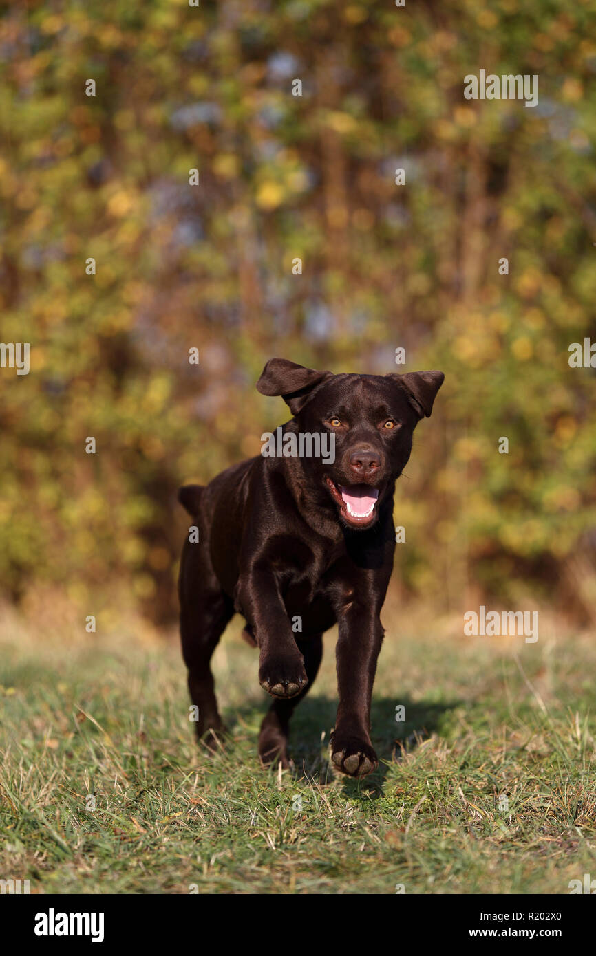 Labrador Retriever, Chocolate Labrador. Adult male running on a meadow ...