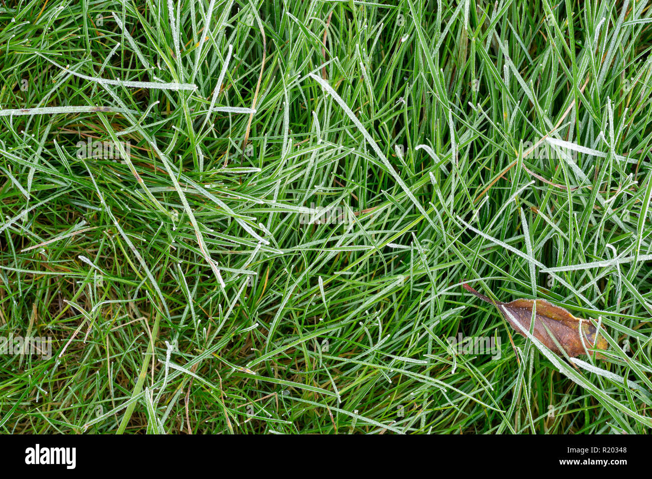 frost on lawn grass and leaves of trees close-up in autumn. The concept ...