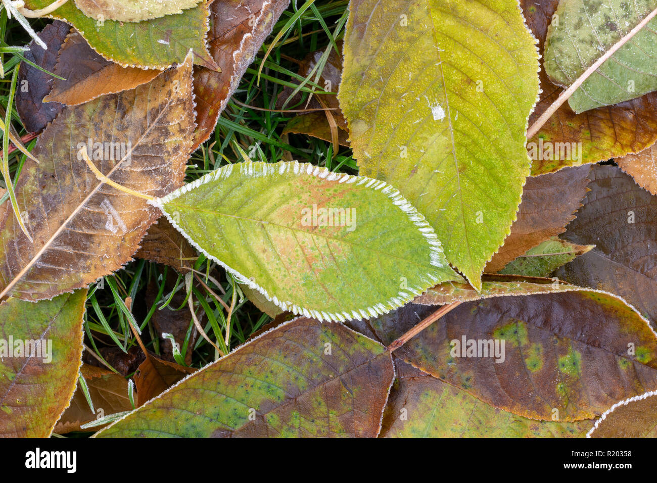 frost on lawn grass and leaves of trees close-up in autumn. The concept ...