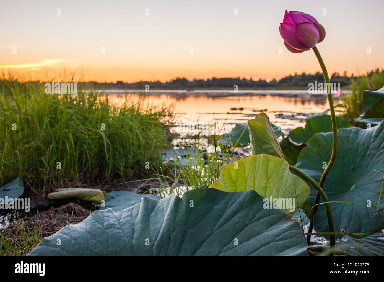 Lotus flowers at sunrise hi-res stock photography and images - Alamy