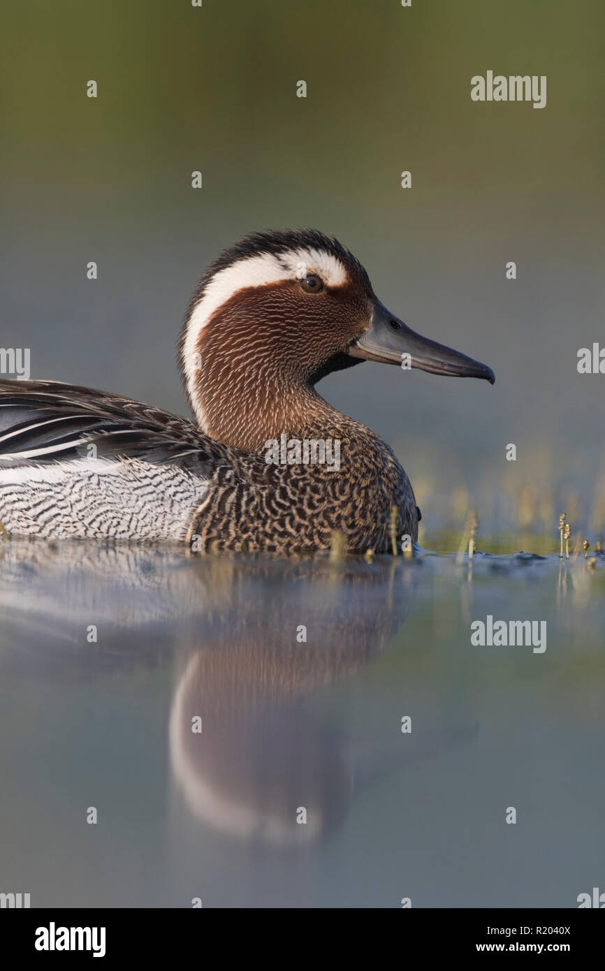 Garganey (Anas querquedula). Drake in breeding plumage on water ...
