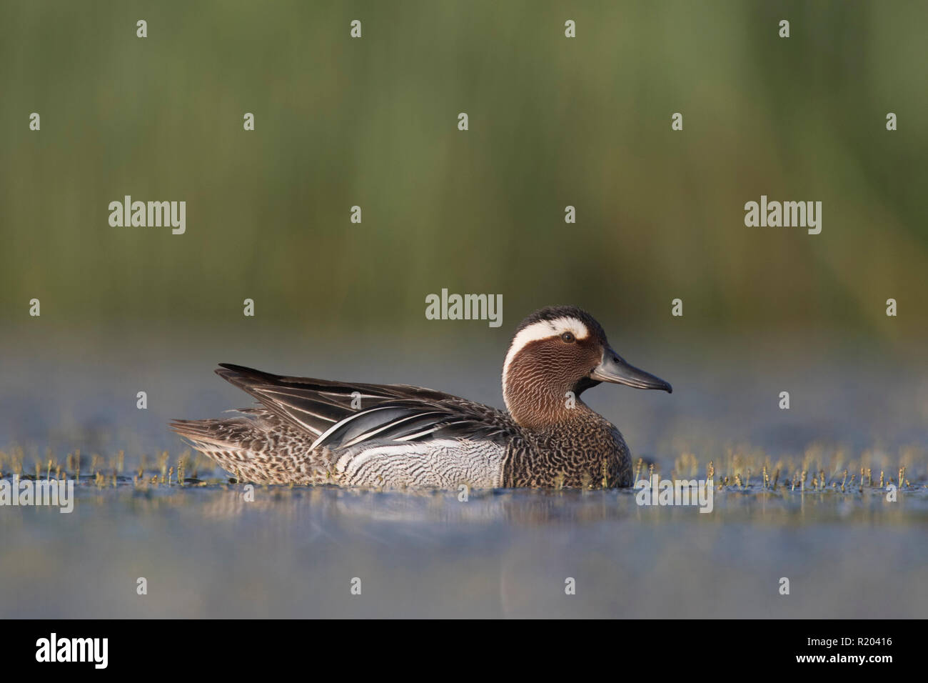 Garganey (Anas querquedula). Drake in breeding plumage on water ...