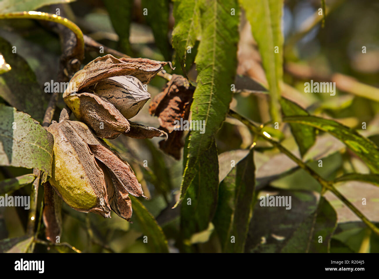Seed Dried Pod Husk High Resolution Stock Photography and Images - Alamy