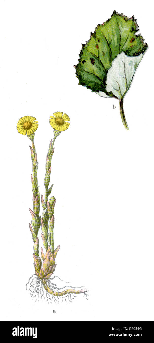 Coltsfoot, 1909 Stock Photo - Alamy