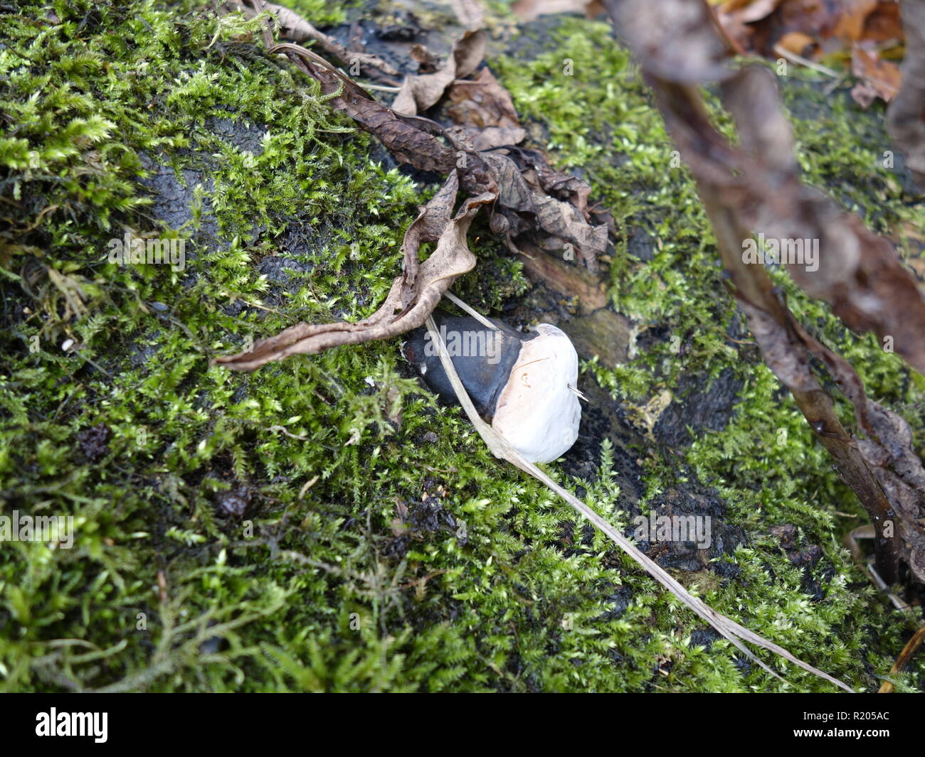a british penny tree where pennies are hammered into a log for good ...