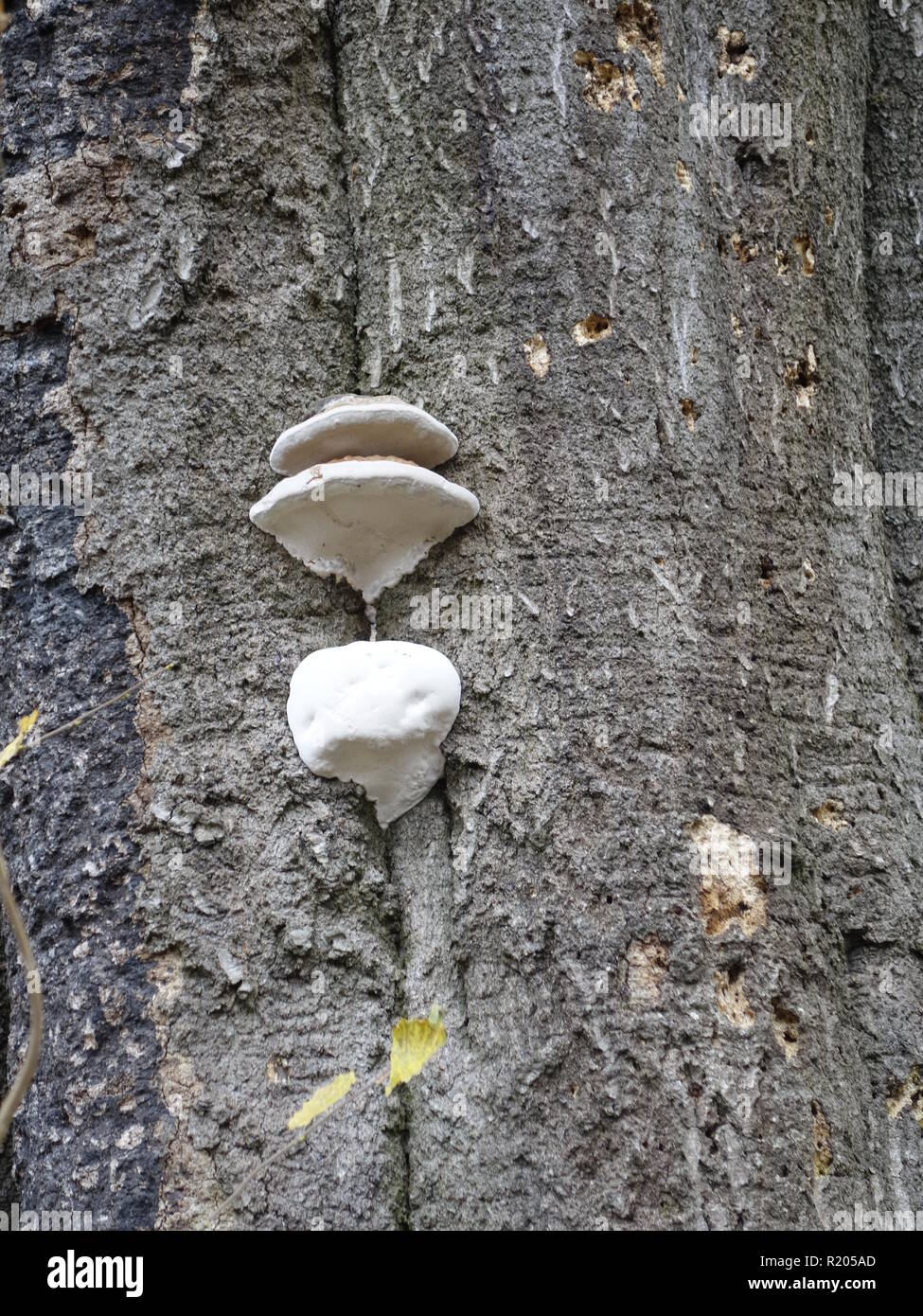 a british penny tree where pennies are hammered into a log for good ...