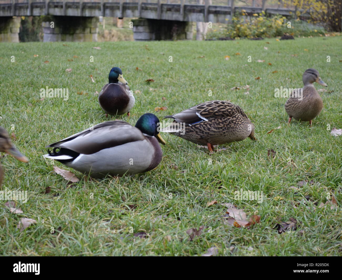 Classic duck logo hi-res stock photography and images - Alamy
