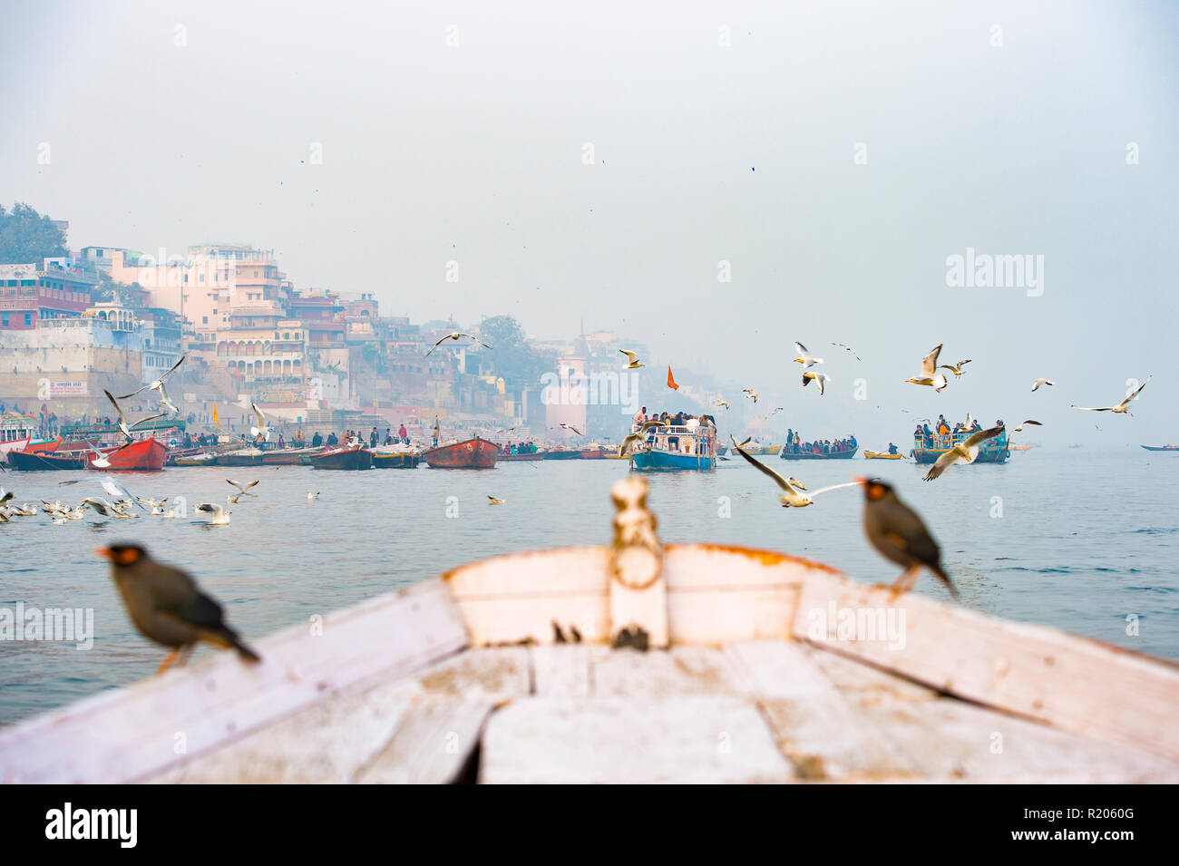 Ganga river birds hi-res stock photography and images - Alamy