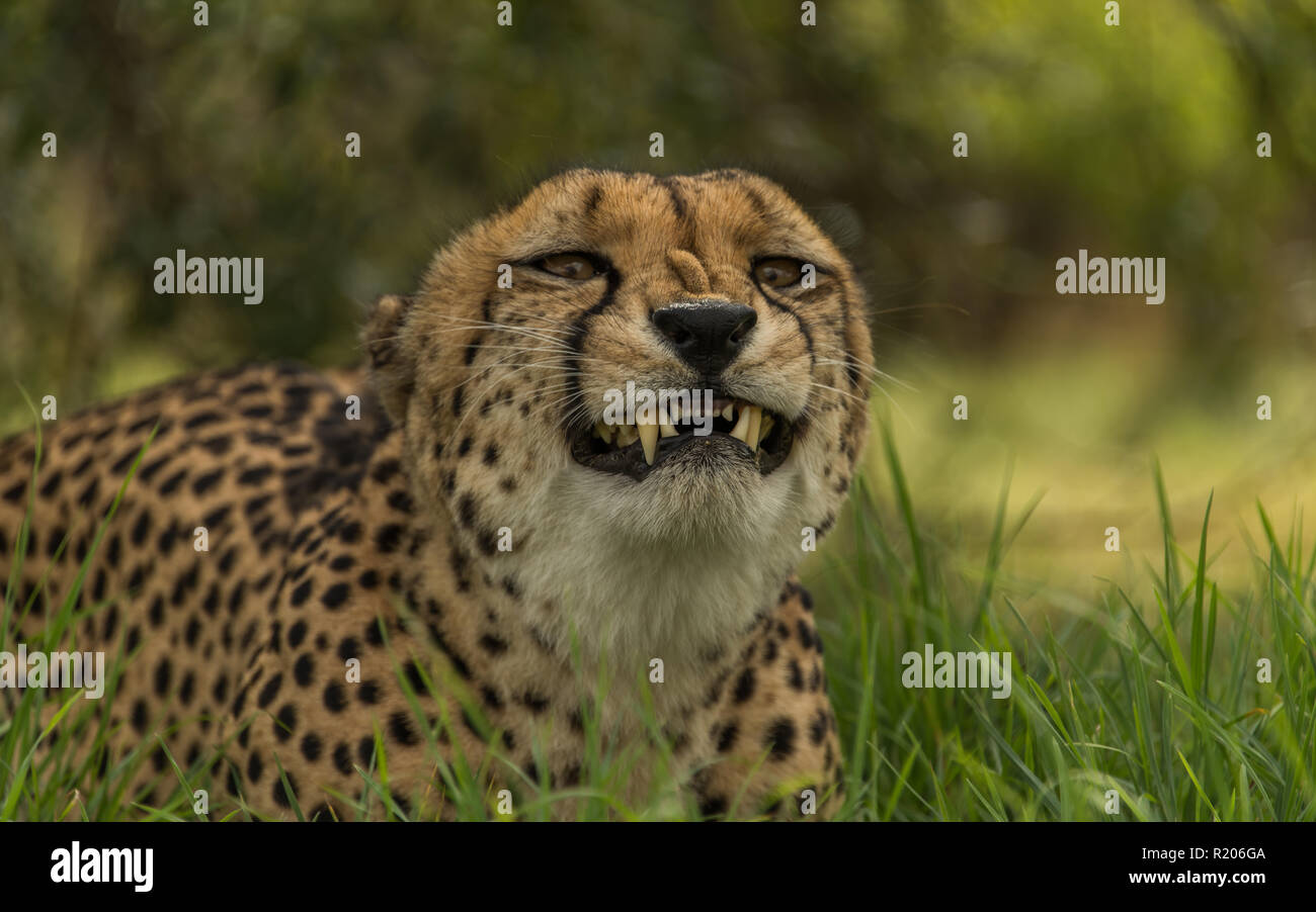 Growl snarl hi-res stock photography and images - Alamy