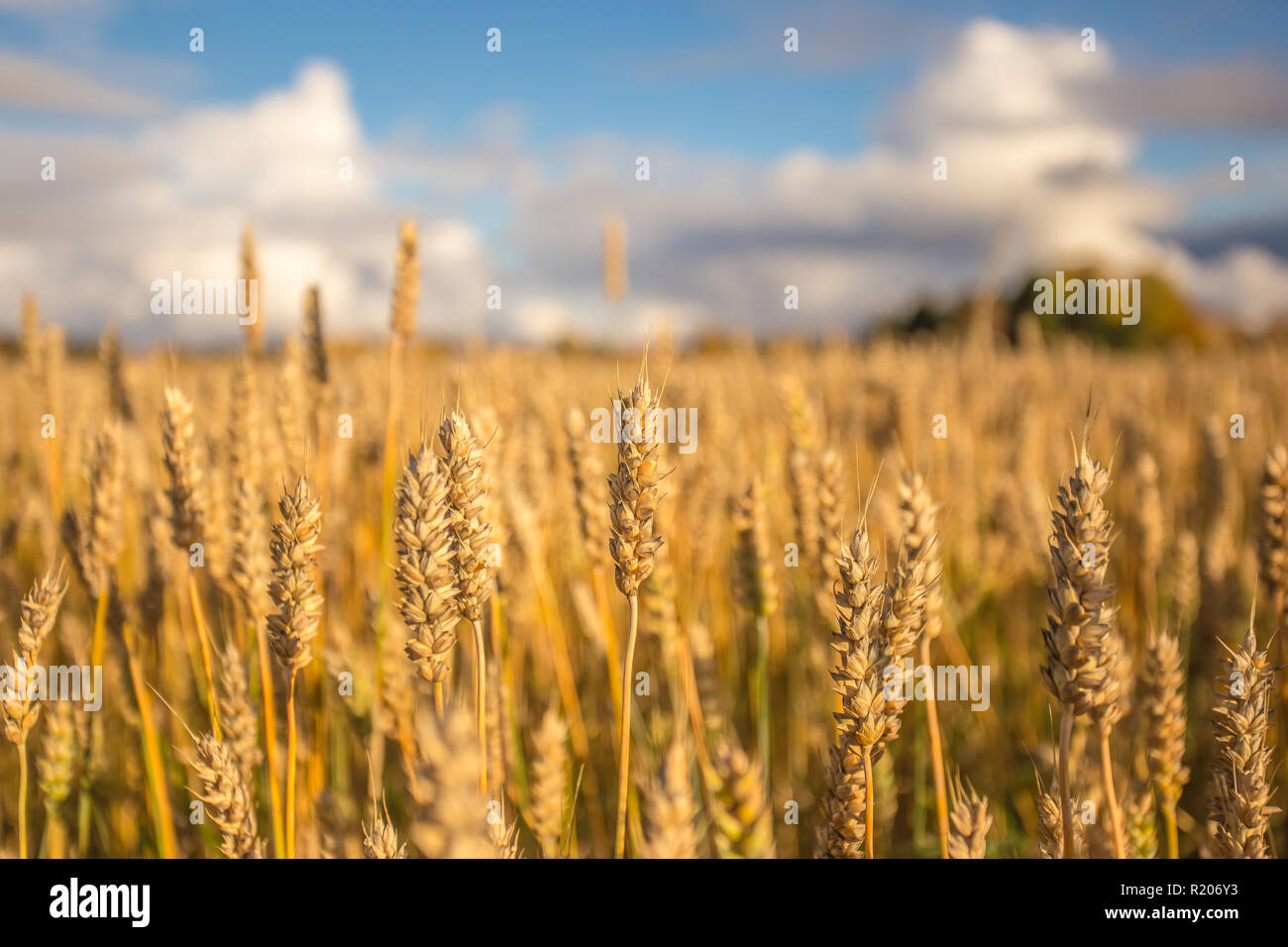 Finnish agriculture hi-res stock photography and images - Alamy