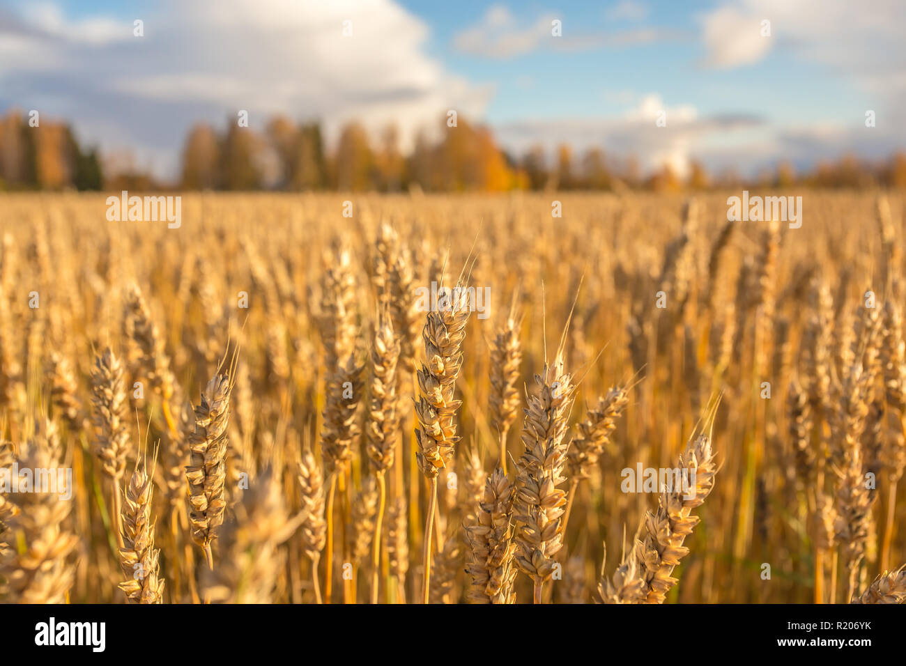 Finnish agriculture hi-res stock photography and images - Alamy