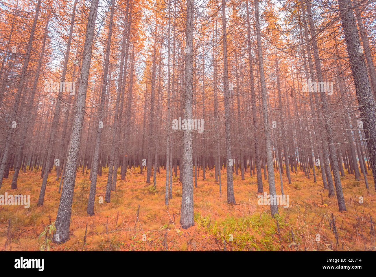 Autumn forest view hi-res stock photography and images - Alamy