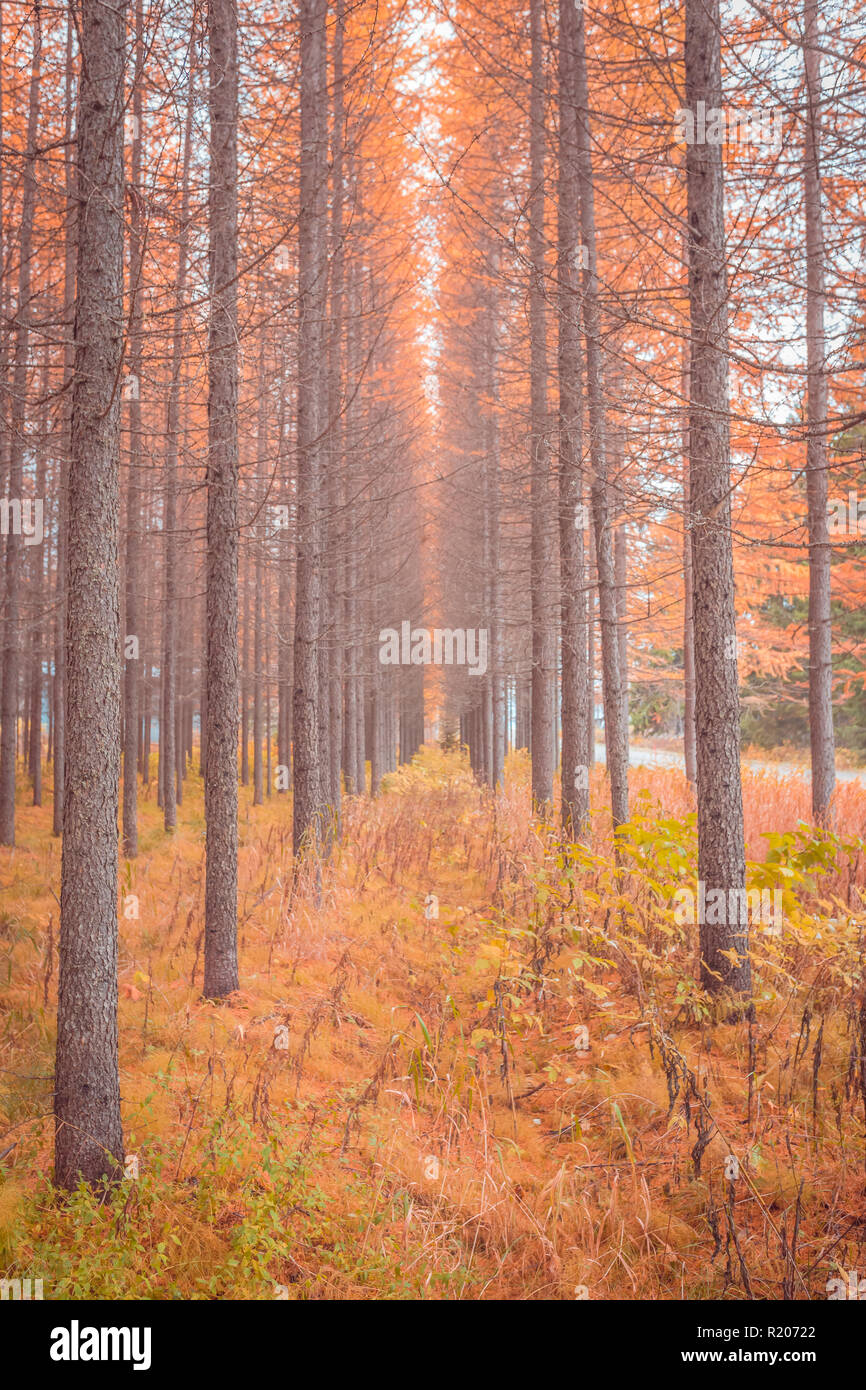 Woods finland hi-res stock photography and images - Alamy