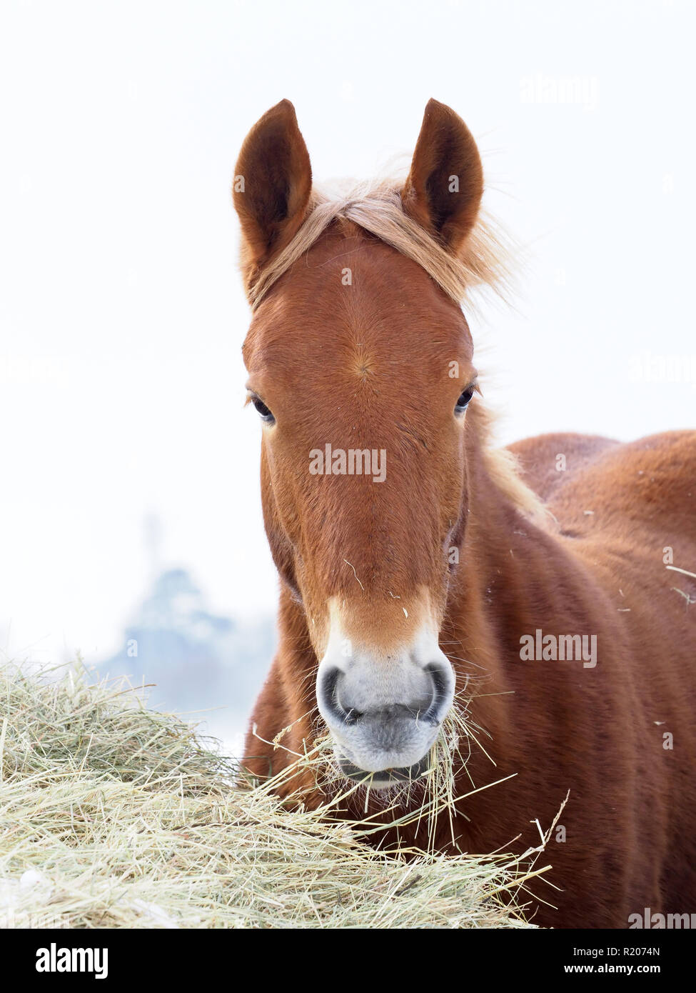A rare breed Suffolk Punch horse eats hay in the snow Stock Photo - Alamy
