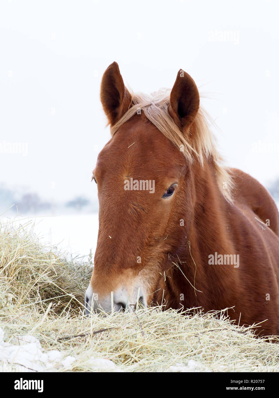 A rare breed Suffolk Punch horse eats hay in the snow Stock Photo - Alamy
