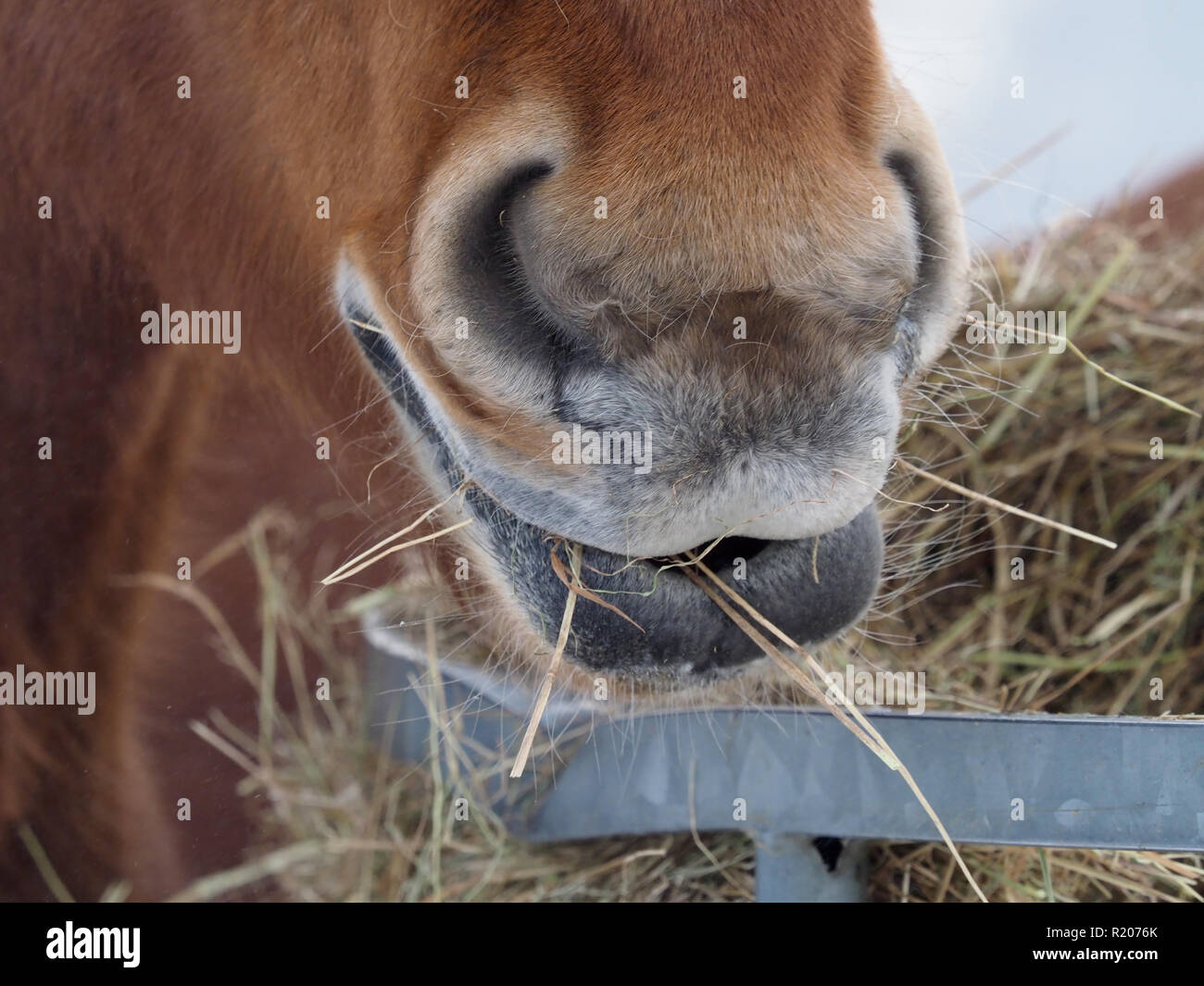 A close up of the mouth of a horse eating hay Stock Photo - Alamy