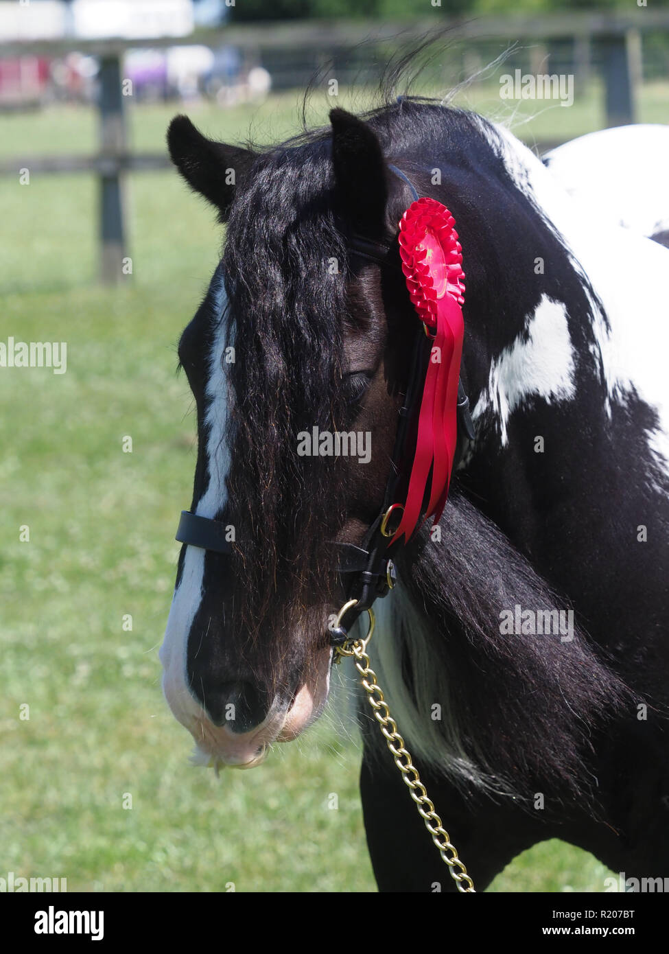 A head shot of a traditional gypsy cob in the show ring Stock Photo - Alamy