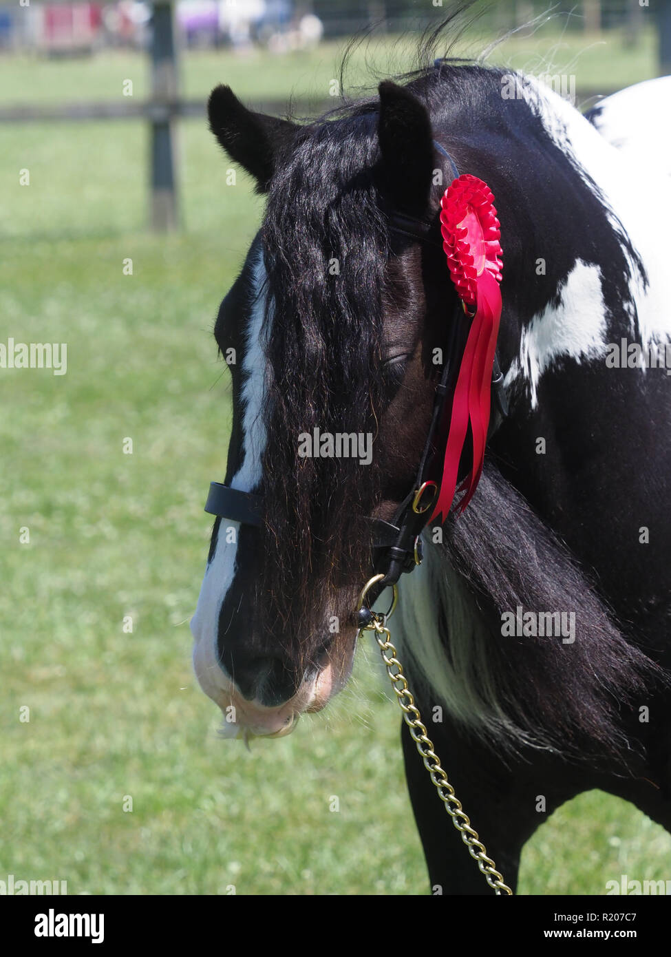 A head shot of a traditional gypsy cob in the show ring Stock Photo - Alamy