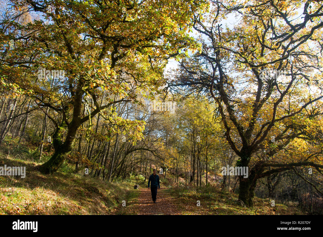 Scottish forests and woods hi-res stock photography and images - Alamy