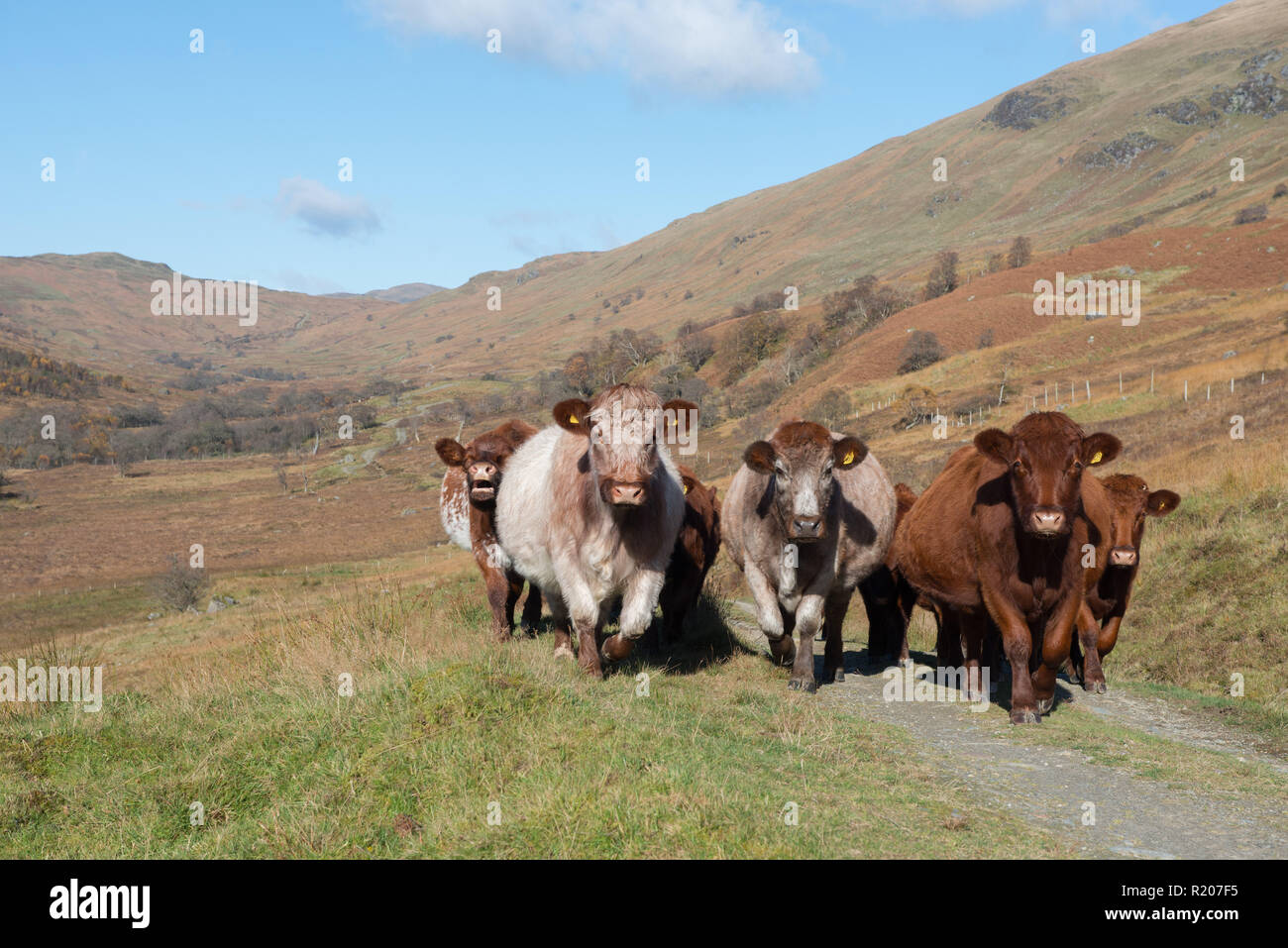 Luing cattle hi-res stock photography and images - Alamy