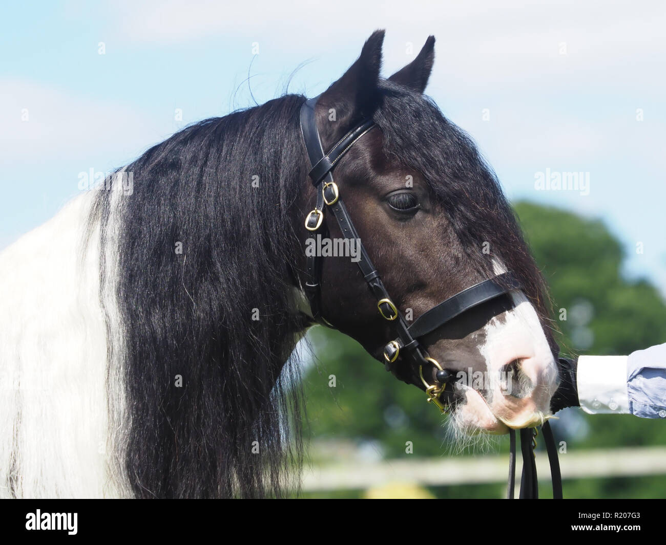 A head shot of a traditional gypsy cob in the show ring Stock Photo - Alamy