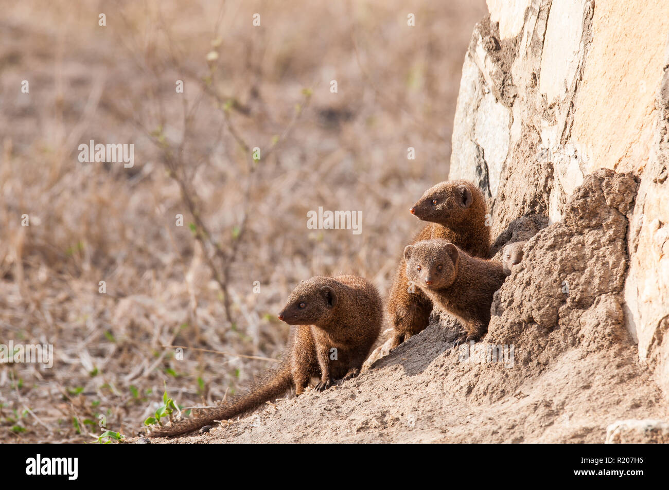 Mongoose den hi-res stock photography and images - Alamy