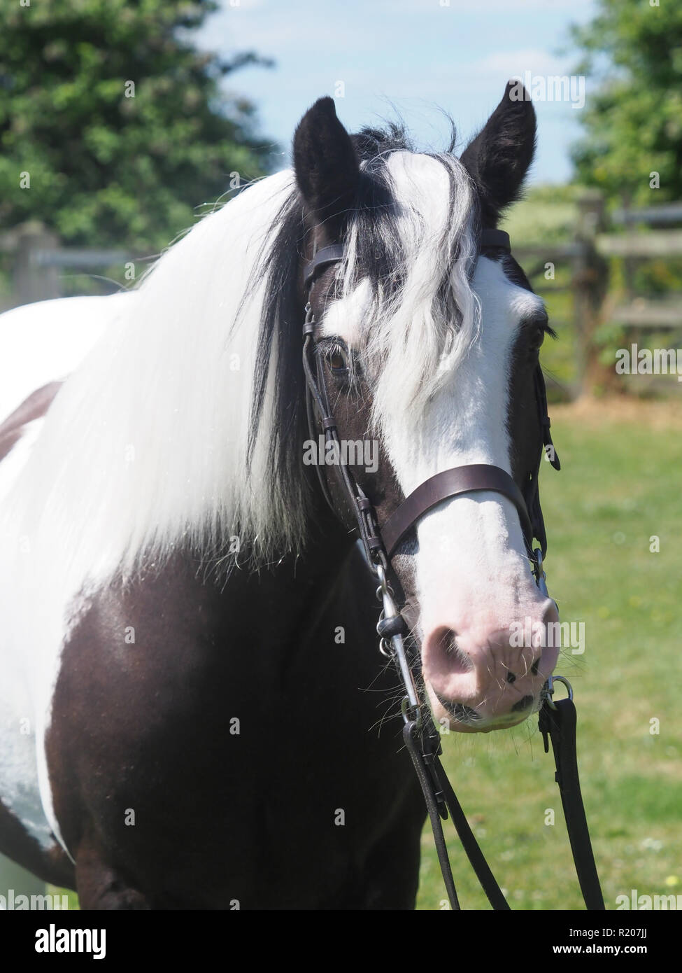 A head shot of a traditional gypsy cob in the show ring Stock Photo - Alamy
