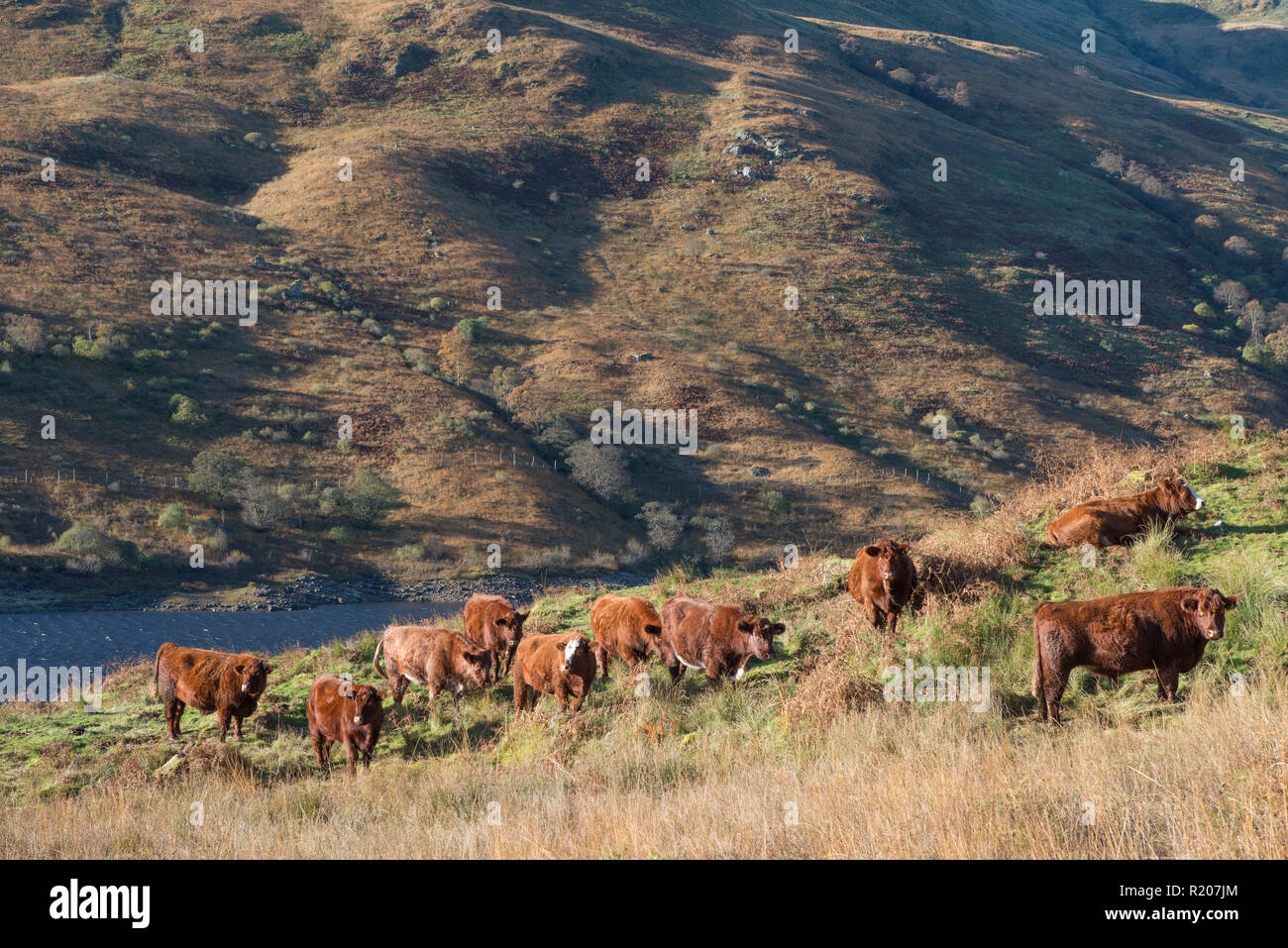 Luing cattle grazing next to Glen Finglas Reservoir part of Glen ...