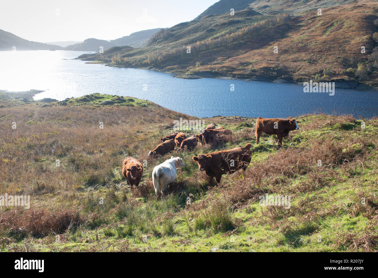 Luing cattle grazing next to Glen Finglas Reservoir part of Glen ...