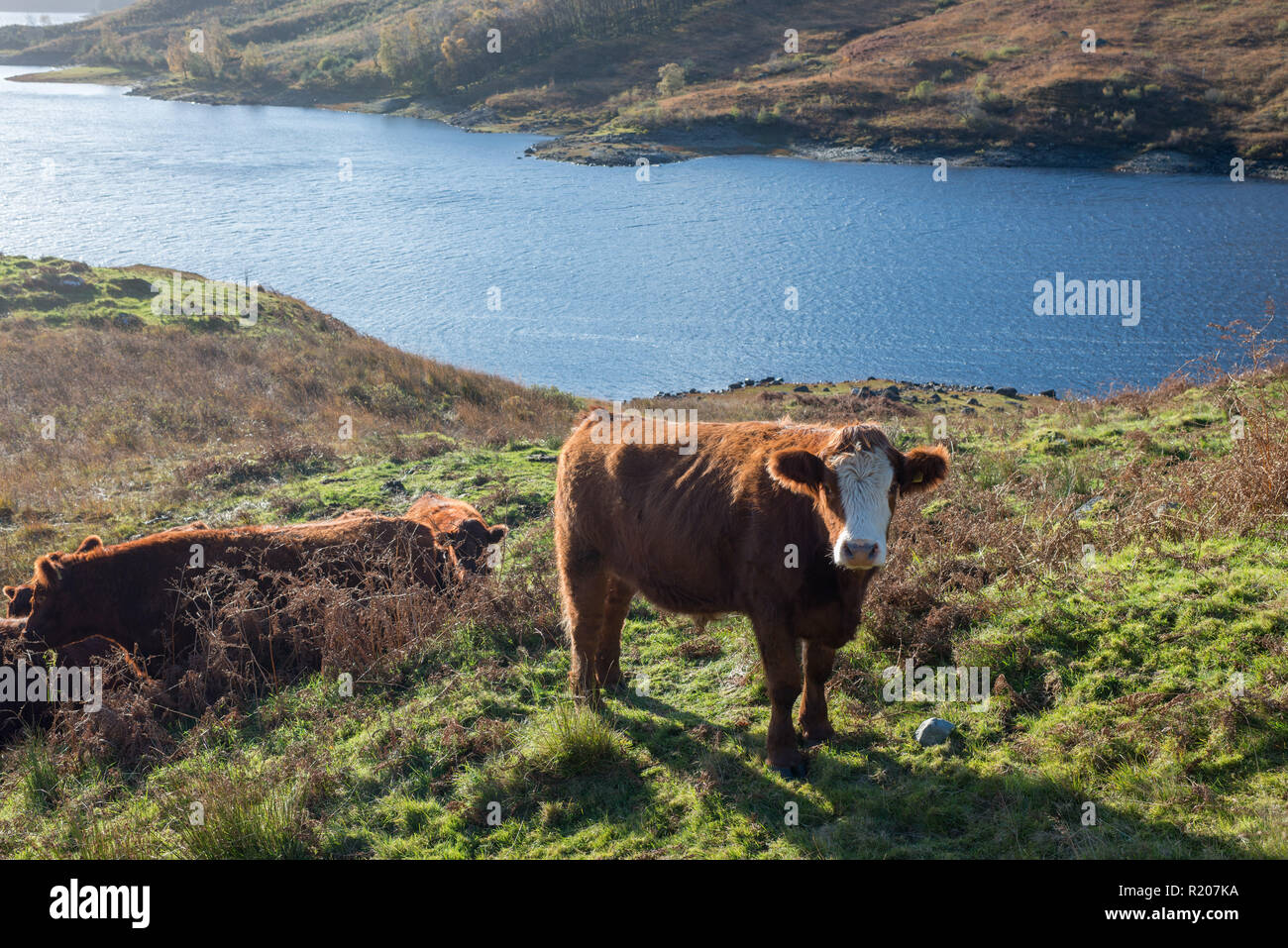 Luing cattle grazing next to Glen Finglas Reservoir part of Glen ...