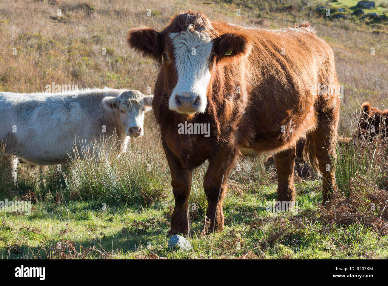 Luing hi-res stock photography and images - Alamy