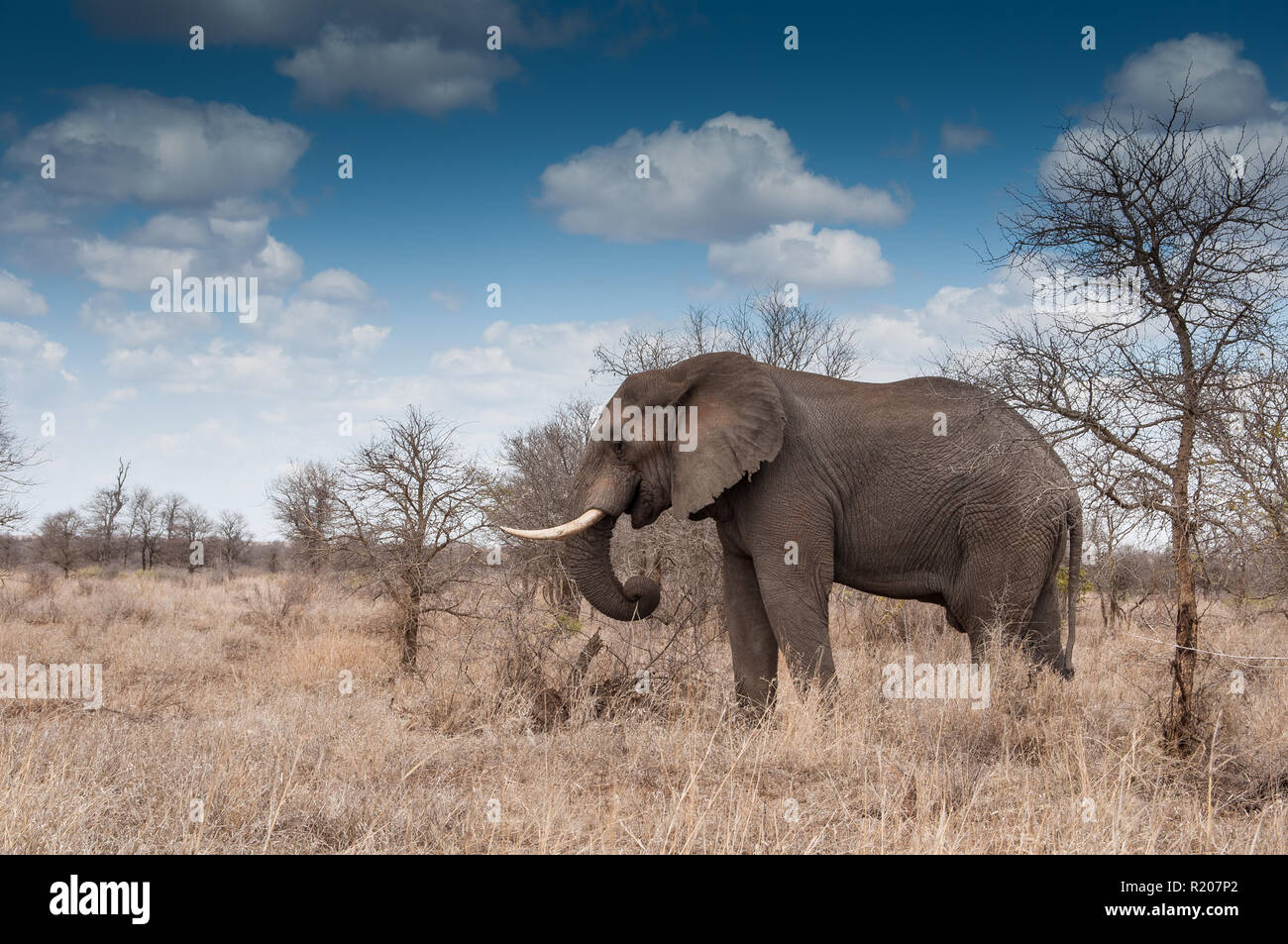 Big elephant tusker in Kruger national park Stock Photo - Alamy