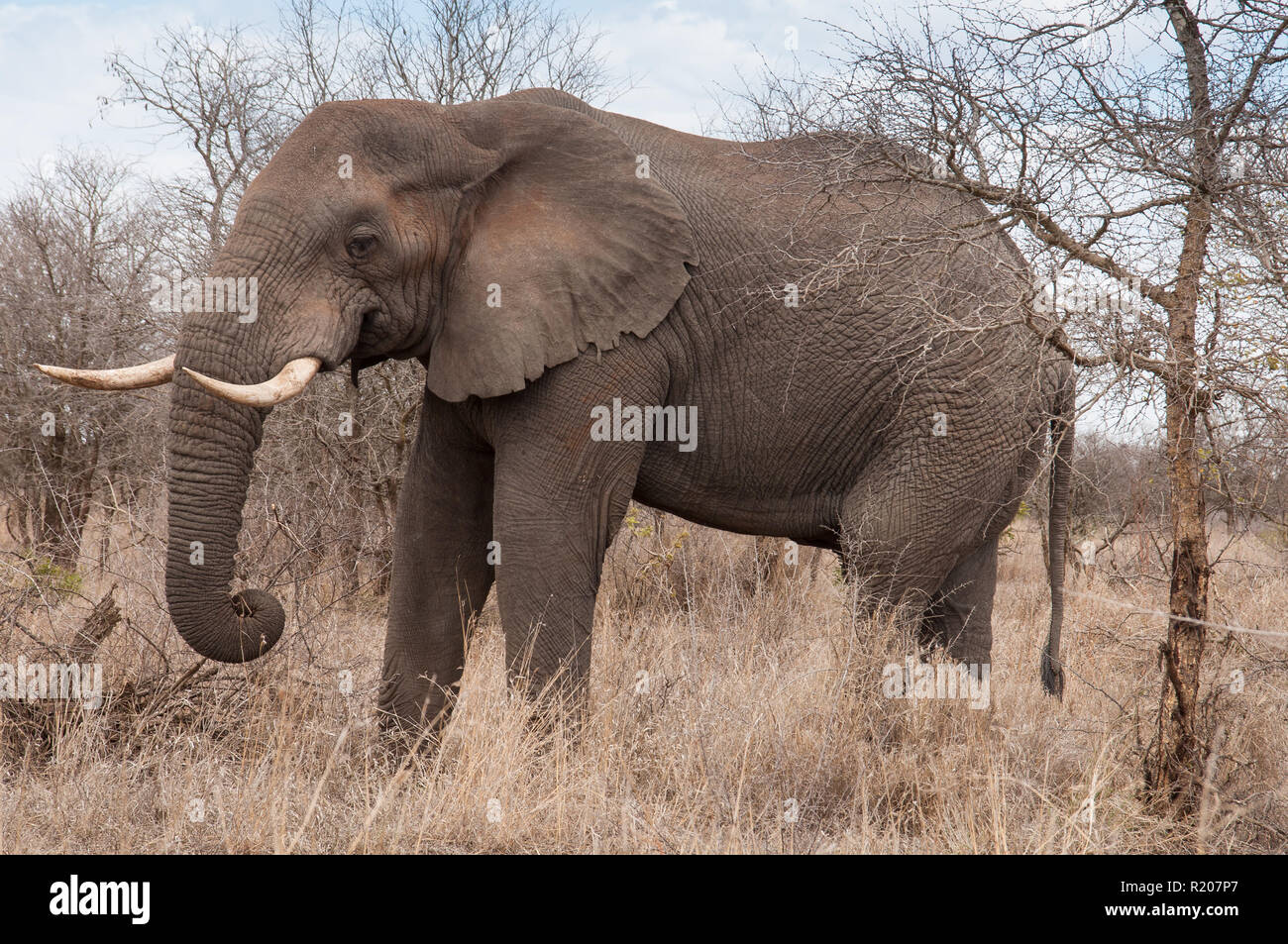 Big elephant tusker in Kruger national park Stock Photo - Alamy