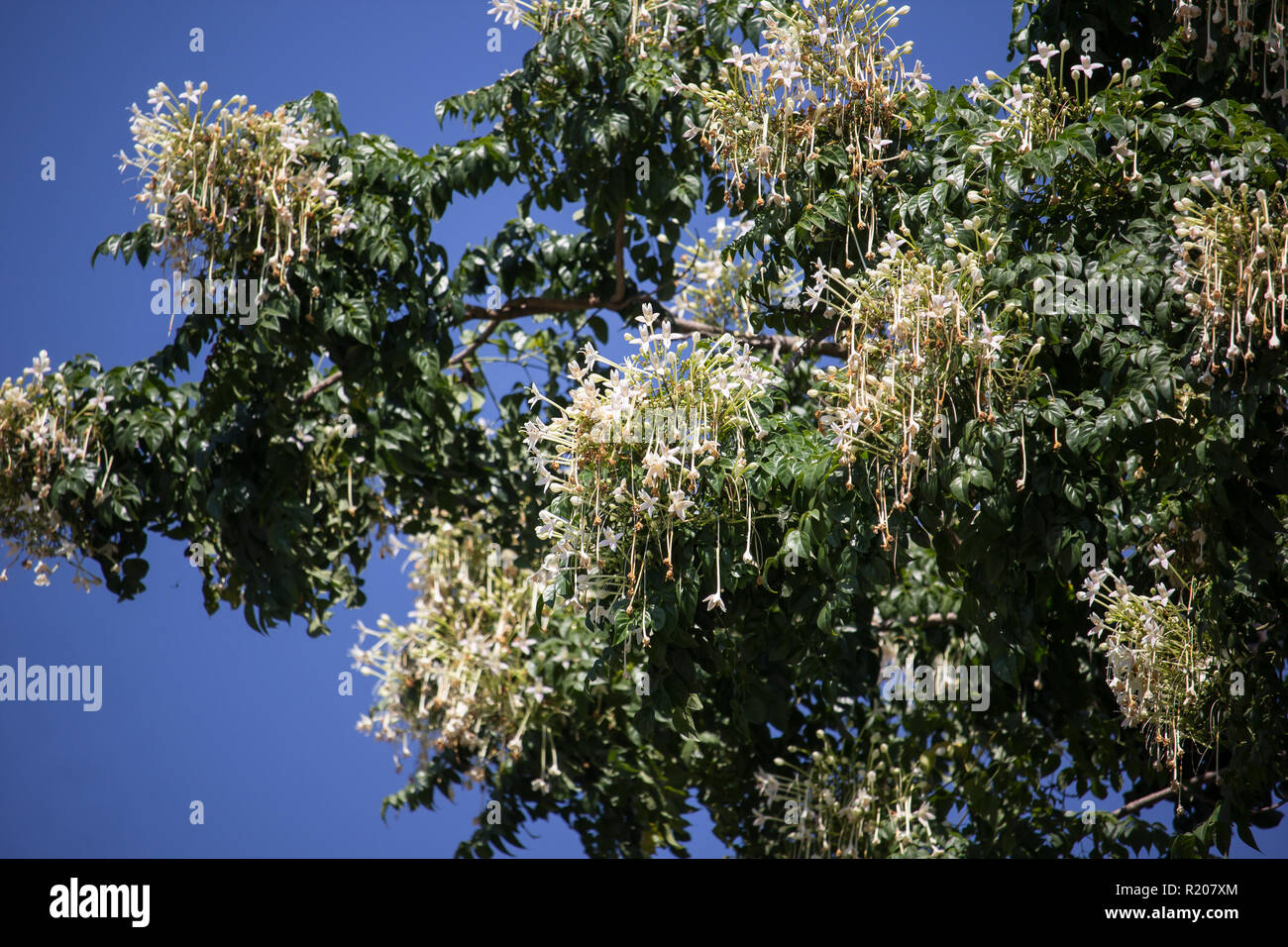 Close up White flower Indian cork tree and green leaf background Stock ...