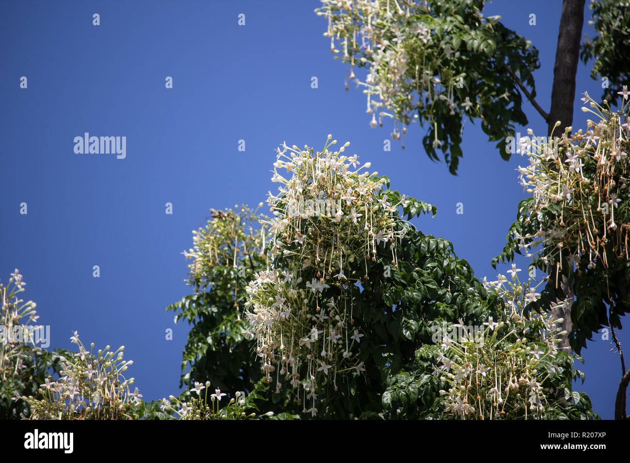 Close up White flower Indian cork tree and green leaf background Stock ...