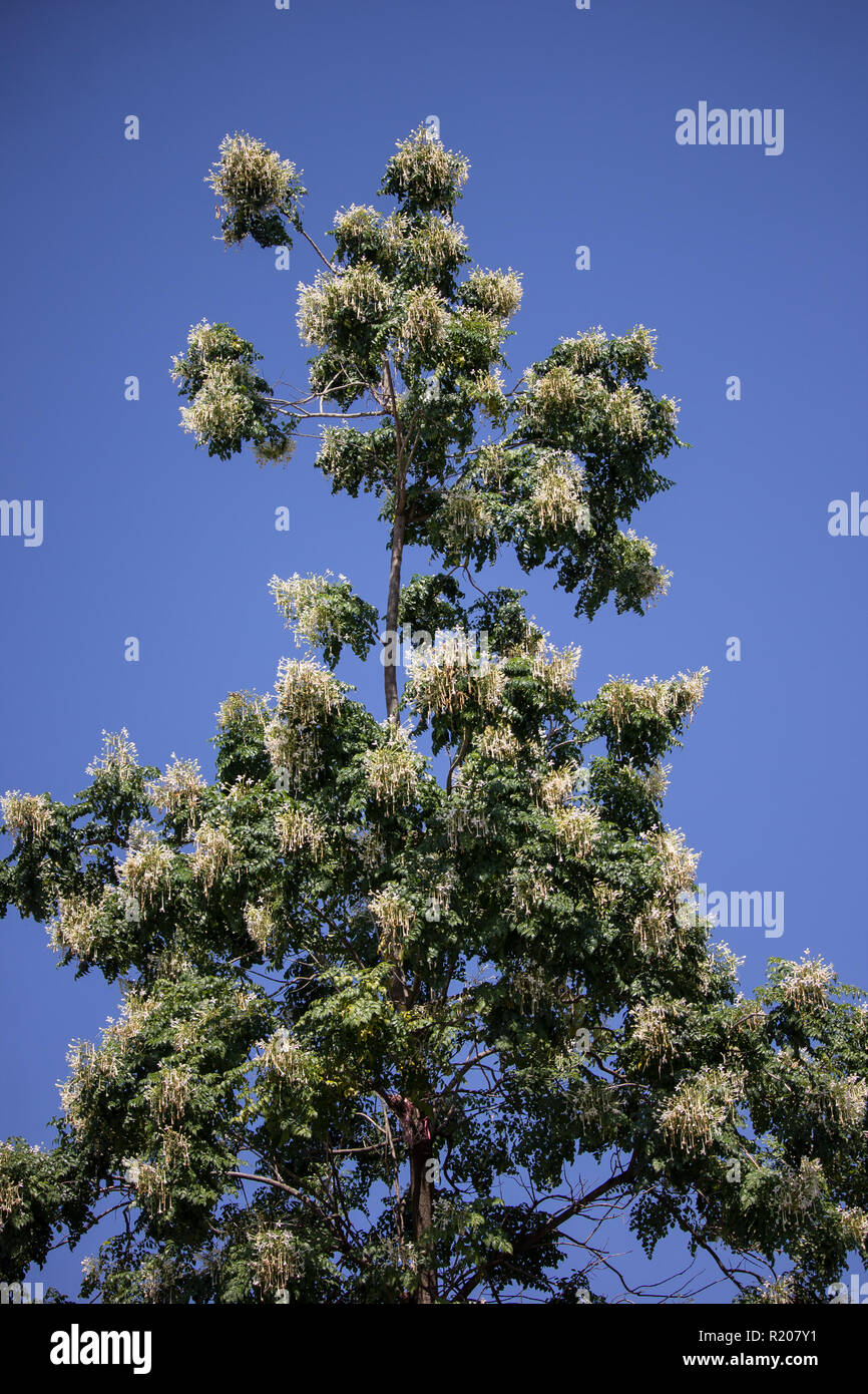 Close up White flower Indian cork tree and green leaf background Stock ...