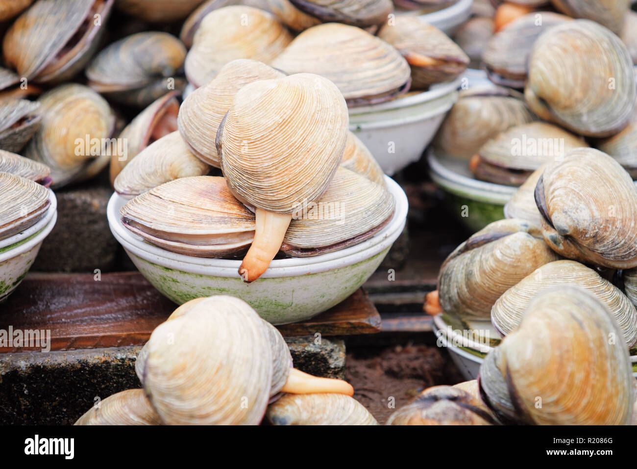 Living Clams