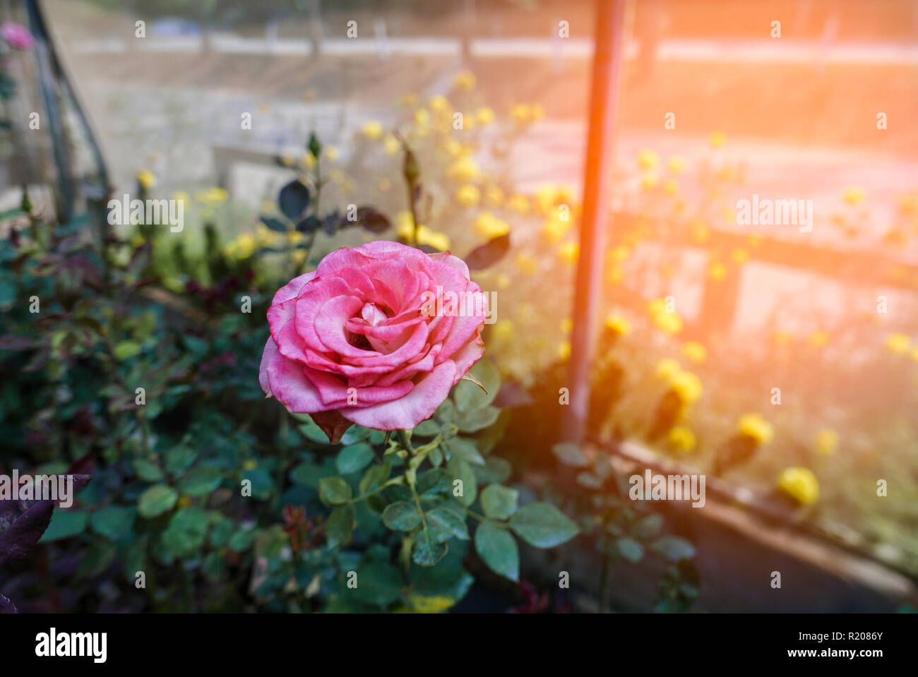 Spring hol hi-res stock photography and images - Alamy