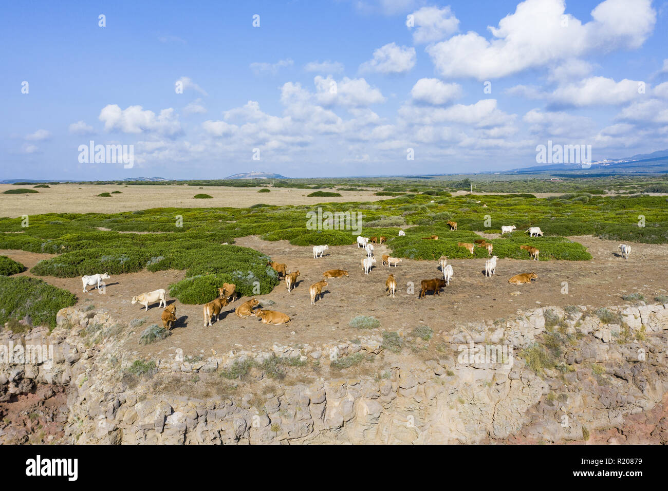 Aerial view of some cows grazing on the edge of a coast Stock Photo - Alamy