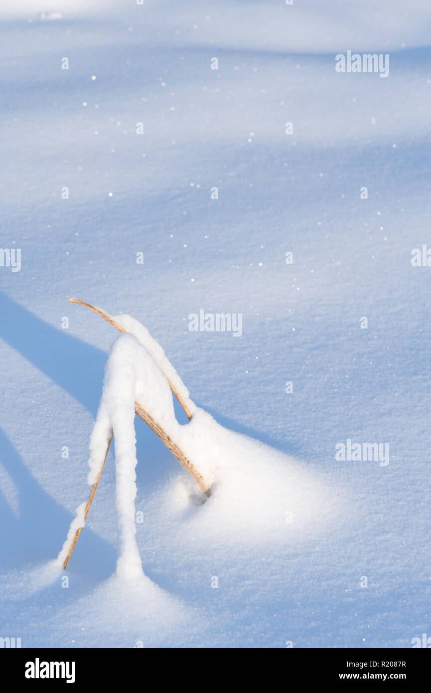 Fresh newly fallen snow covering dry and dead plant Stock Photo - Alamy