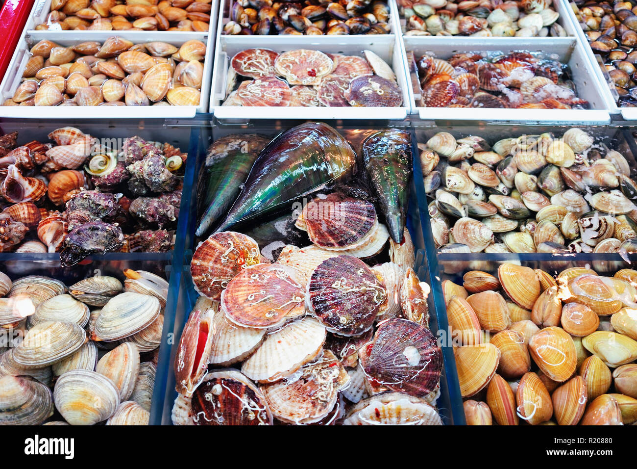 Sale of Fresh clams and turbo shells at Jagalchi famous fish market in ...