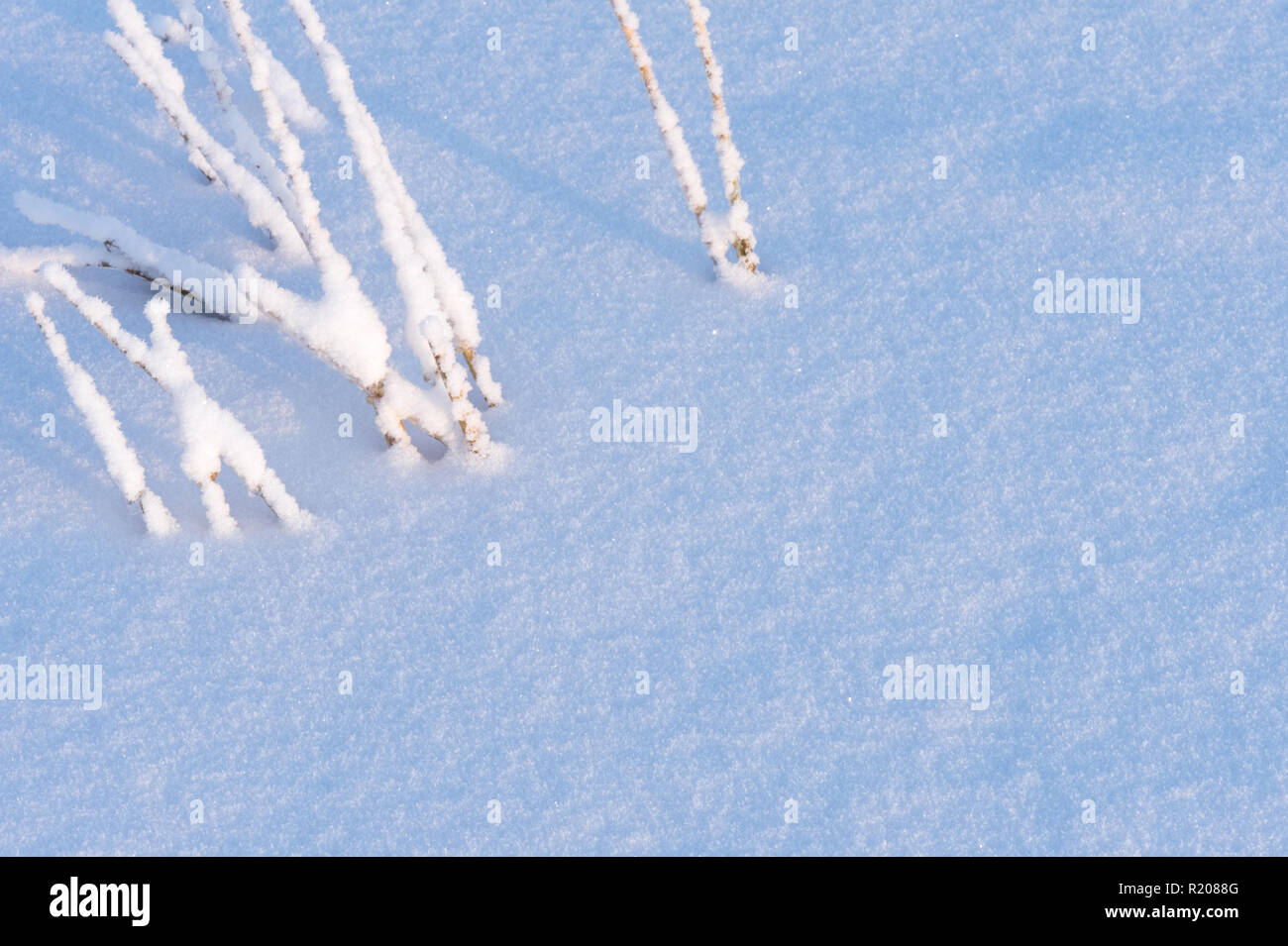 Dead reeds (Phragmites australis) covered with snow and frost Stock ...