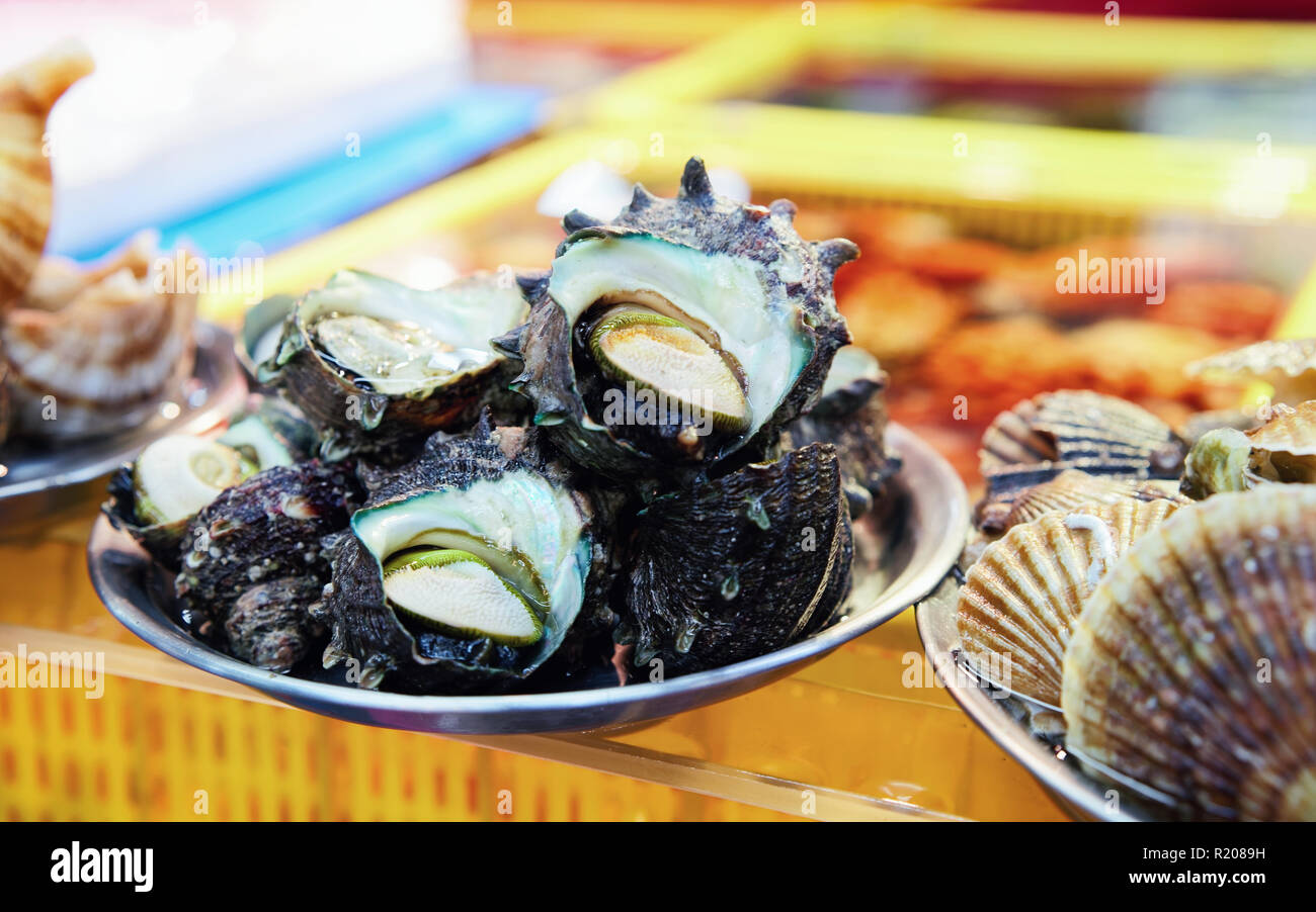 Turbo cornutus hi-res stock photography and images - Alamy