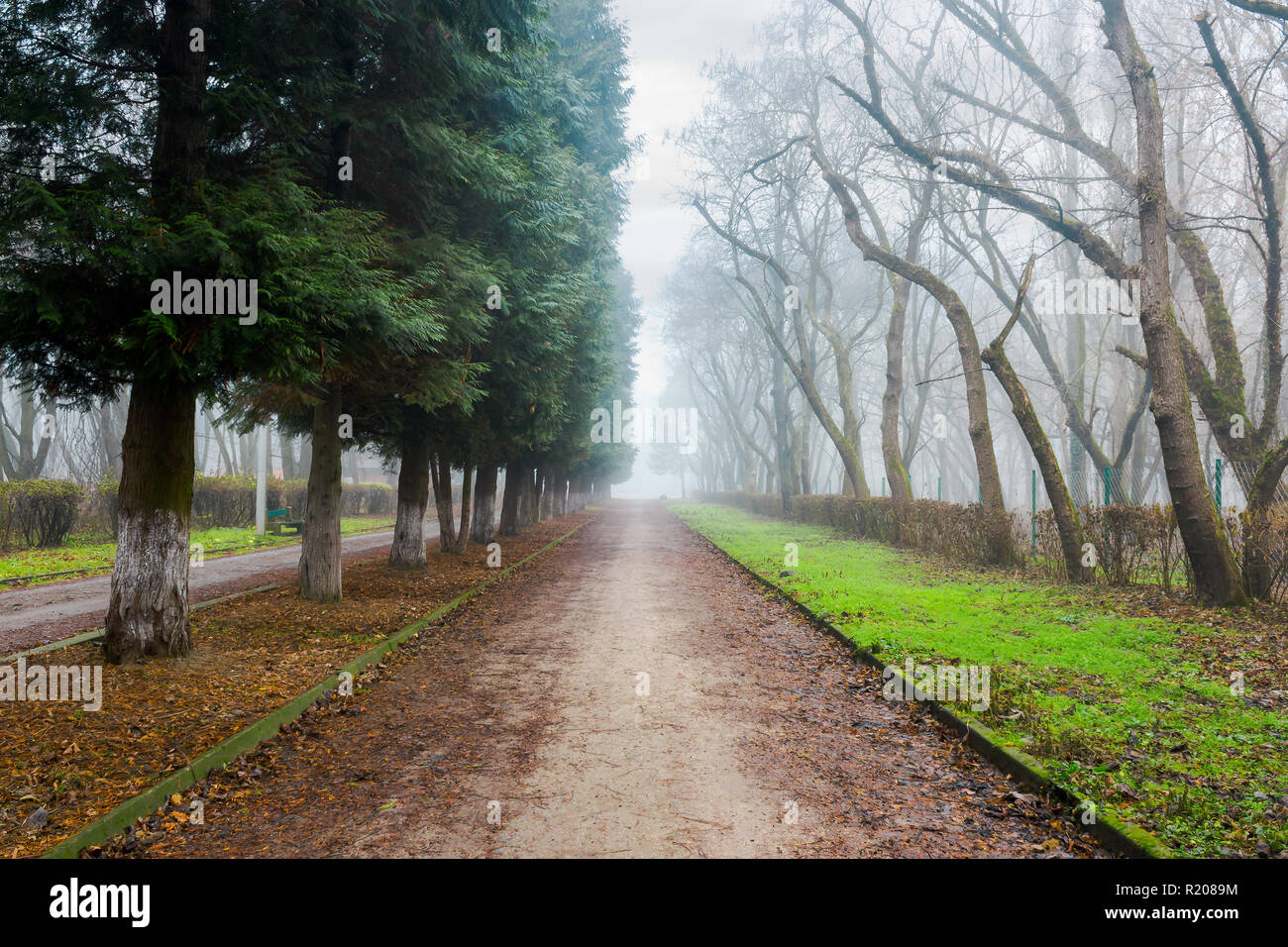 park in foggy conditions. path through row of trees. fallen foliage on ...