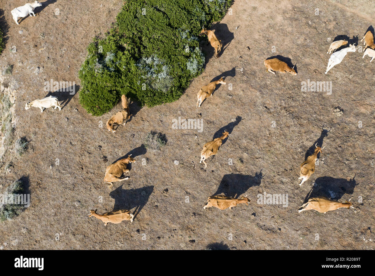 Aerial view of some cows grazing on a farm Stock Photo - Alamy